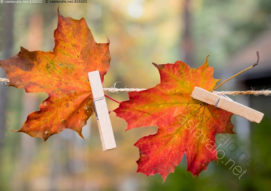 Galleria: Syksyn satoa