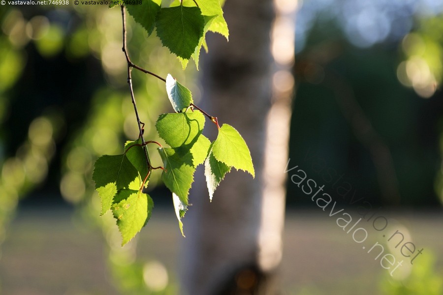 Kuva: Kevään merkkejä - rauduskoivu Betula pendula koivu lehti lehdet ...