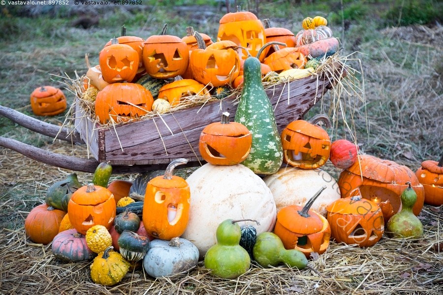 Kuva: Kärryllinen kurpitsoita - kurpitsa kurpitsat Cucurbita pepo ...