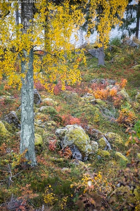 Kuva: Satumetsä - ruska ruska-aika ruskapuu ruskapuut ruskaväri ...