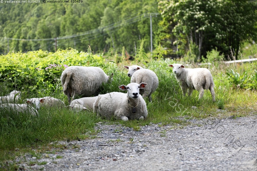 Kuva: Uteliaat lampaat - lammas lampaat lampaita Ovis aries sorkkaeläin ...