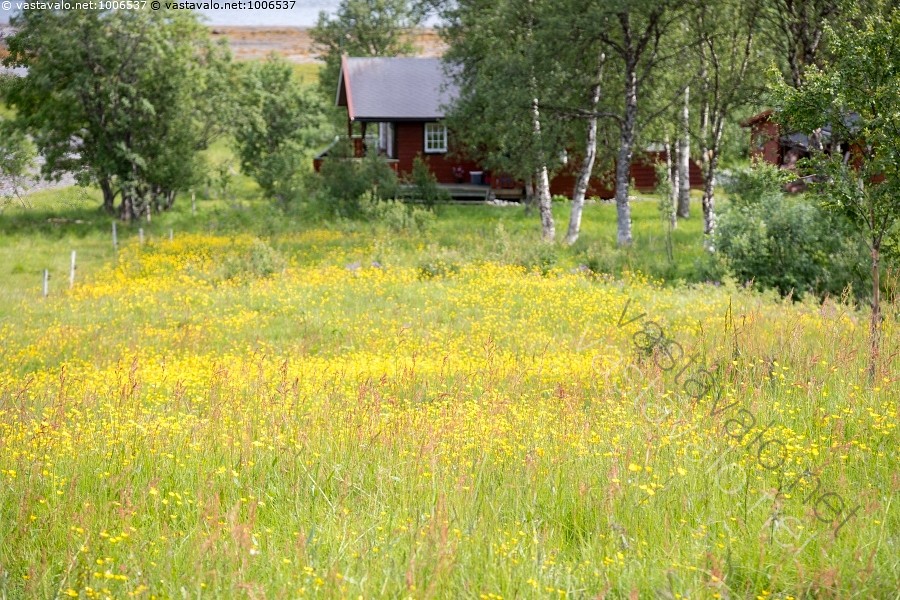 Kuva: Keltaista ja ruskeaa kukkakedolla - kukkaketo keto niitty ...