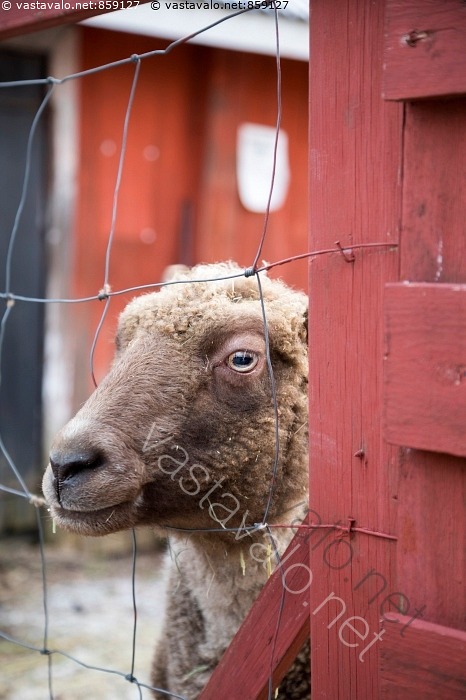 Kuva: Utelias kaupunkilammas - lammas Ovis aries tuijotus tuijottaa ...