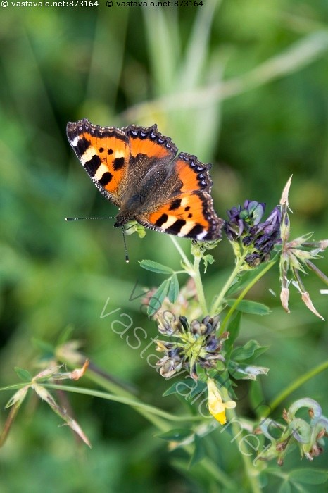 Kuva: Väriläiskä loppukesän pellolla - nokkosperhonen perhonen Aglais ...