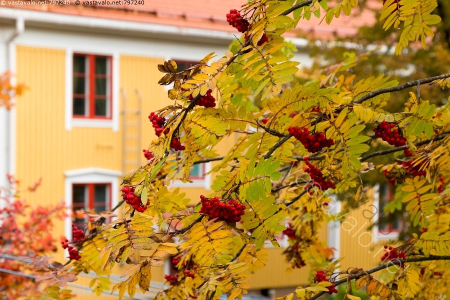 Galleria: Syksyn satoa