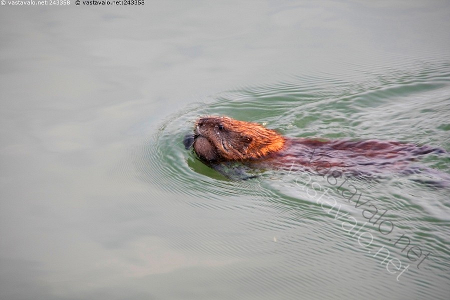 Kuva: Poikaset illaksi kotiin - piisami vesirotta myskirotta Ondatra ...