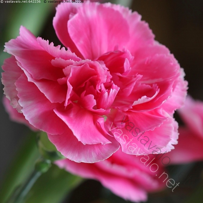 Kuva: Rosa neilikka - neilikka Dianthus caryophyllus punainen nuppu ...