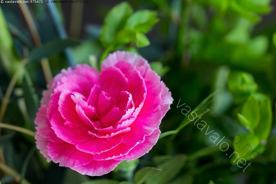 Kuva: Yksi neilikankukka - neilikka Dianthus caryophyllus punainen ...