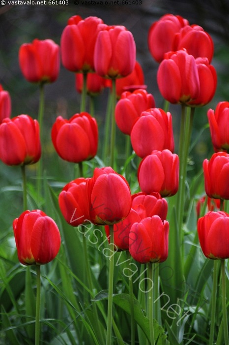 Kuva: Puiston katseenvangitsijat - tulppaani Tulipa tulppaanit punainen ...