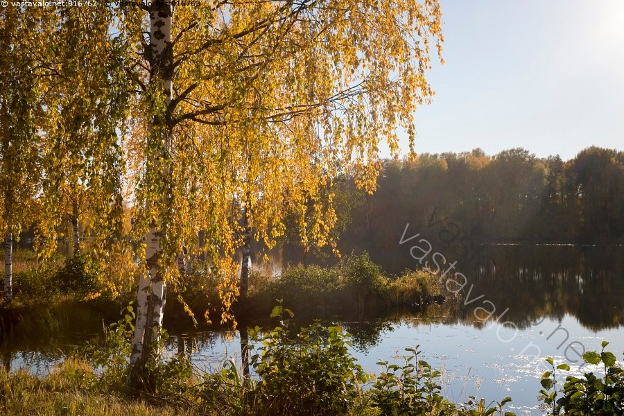 Kuva: Puulaveden rannalla - koivu rauduskoivu Betula pendula f. tristis ...