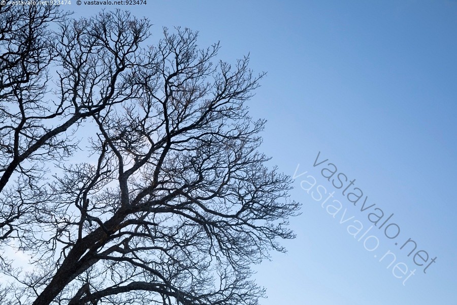 Kuva: Marraskuinen puu - puu oksa runko puunrunko puunoksa lehdetön ...