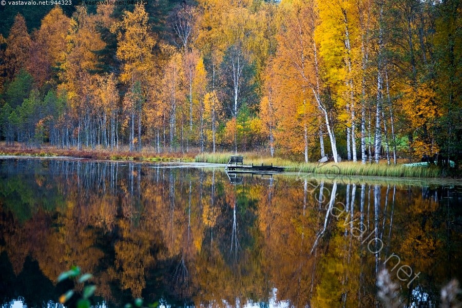 Kuva: Keltaiset koivut lammen rannalla - ruska ruskapuut ruska-aika ...