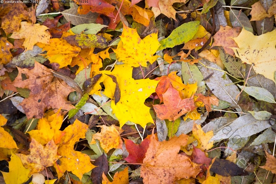 Kuva: Syksyn lehti maahan ehti - syyslehtiä pudonneita puunlehtiä ...