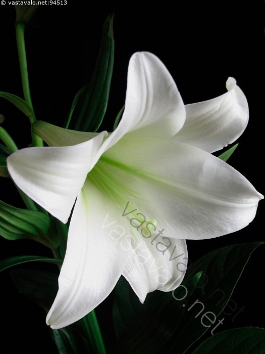 Kuva: Liljankukka lumivalkoinen - lilja kukka liljankukka lumivalkoinen ...