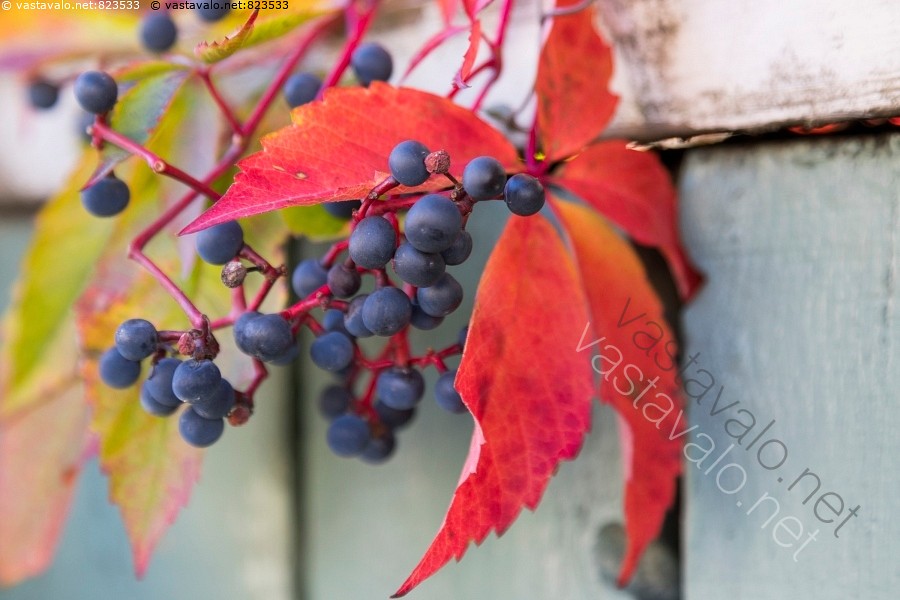 Galleria: Syksyn satoa