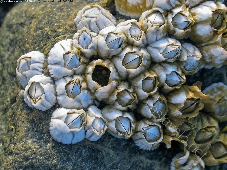 Kuva: Merirokko - merirokko Balanus improvisus siimajalkaiset ...