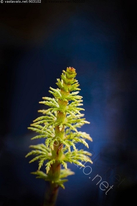 Kuva: Korte - kortekasvit kortteet Equisetum korte kevät verso itää ...