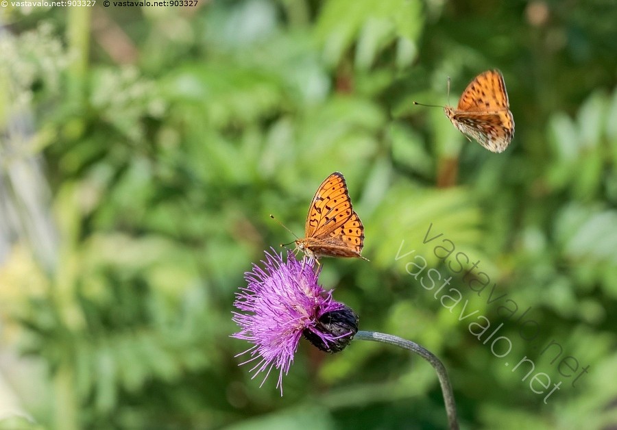 Kuva: Perhonen - perhonen perhoset täpläperhonen täpläperhoset kesä ...