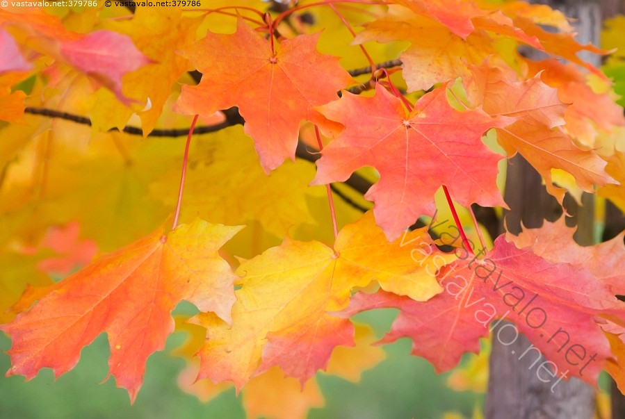 Kuva: Vaahtera - puu vaahtera vaahterat Acer metsävaahtera platanoides ...