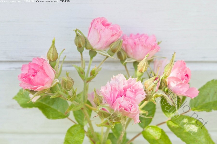 Kuva: Ruusu - ruusu ruusut ruusuja kukka kukat kukkii kukkia punainen ...