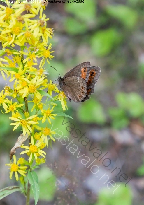 Kuva: Perhonen - kukka keltainen kukinto kukkii kukassa kukalla ...