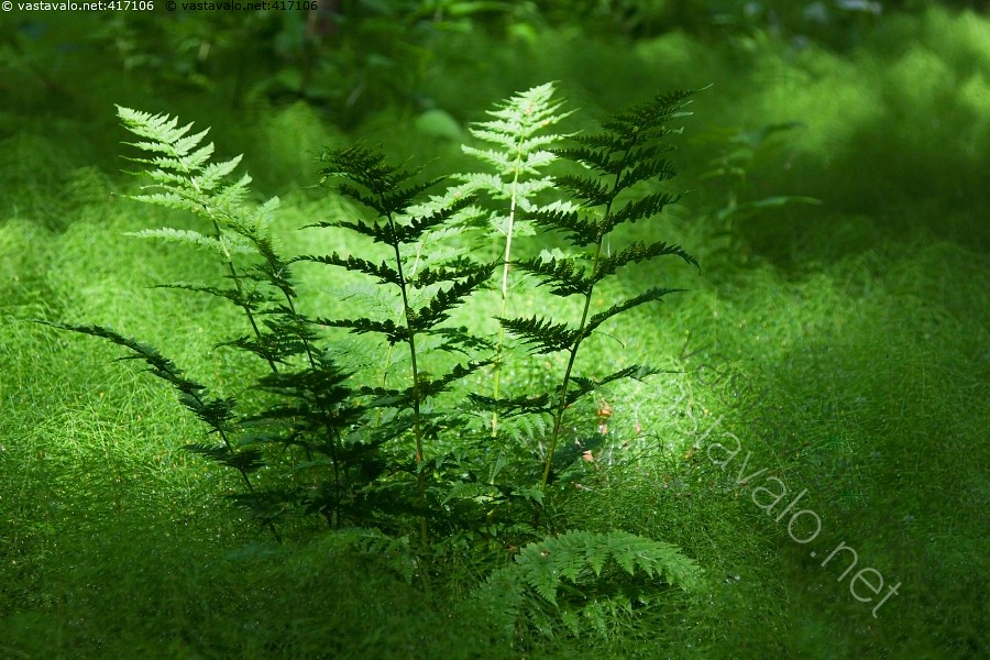 Kuva: Saniainen - saniainen saniaiset Pteridophytina kasvi vihreä ...