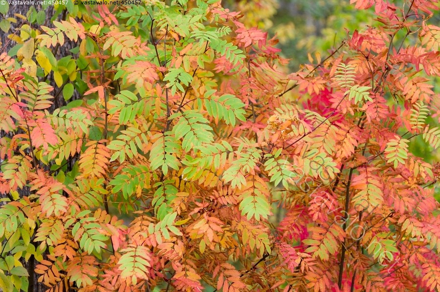 Kuva: Ruskapihlaja - kotipihlaja Sorbus aucuparia pihlaja puu kasvaa ...