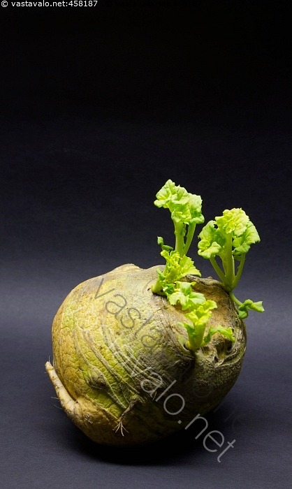 Kuva: Lanttu - lanttu Brassica napus juures ruoka-aine syötävä kasvu ...