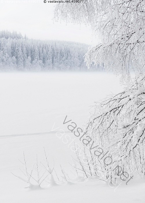Kuva: Talvi - talvi talvinen talviluonto talvimaisema maisema kylmä ...