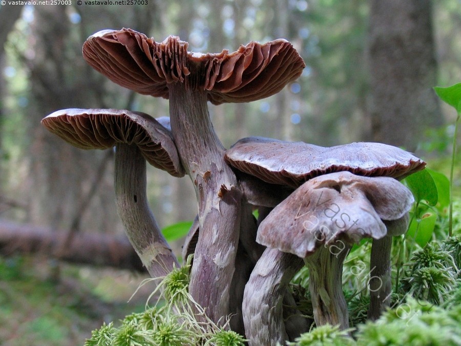 Kuva: Sieni - sieni sienet sieniä sienimetsä ryhmä rypäs kasvu kasvaa ...