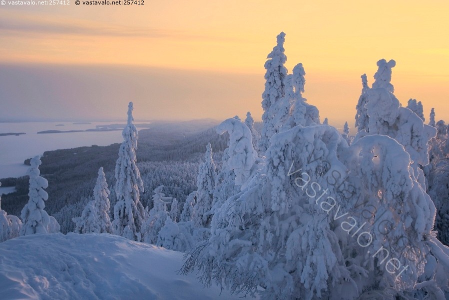 Kuva: Koli - luonto luonnossa tammikuu talvi talvella kylmä lumi ...