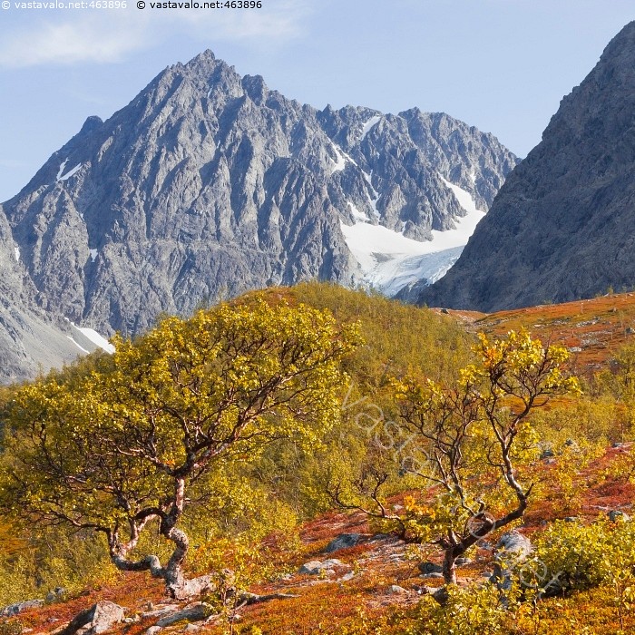 Kuva: Ruska - ruska ruskaa väri värikäs maaruska koivu tunturikoivu ...