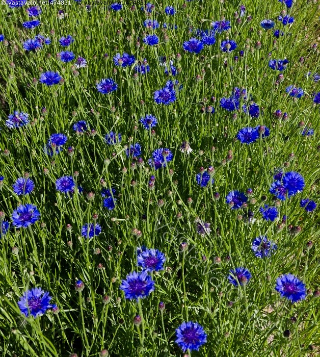 Kuva: Ruiskaunokki - ruiskaunokki ruiskukka Centaurea cyanus sininen ...