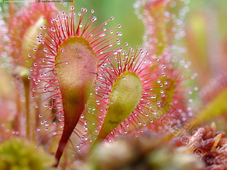 Kuva: Kihokki - kihokki pitkälehtikihokki kihokit Drosera anglica ...