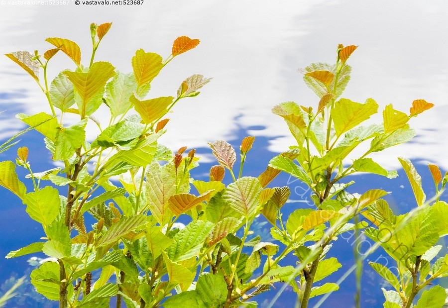 Kuva: Leppä - leppä tervaleppä Alnus glutinosa puu lehti lehdet kesä ...