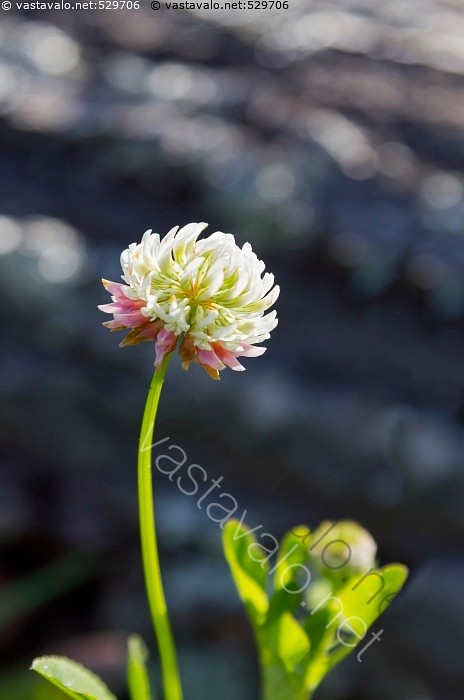 Kuva: Valkoapila - apila valkoapila Trifolium repens kukka valkoinen ...