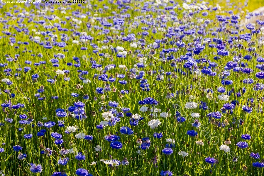 Kuva: Ruiskaunokkipelto - ruiskukka ruiskaunokki kukka kukat kukkia ...