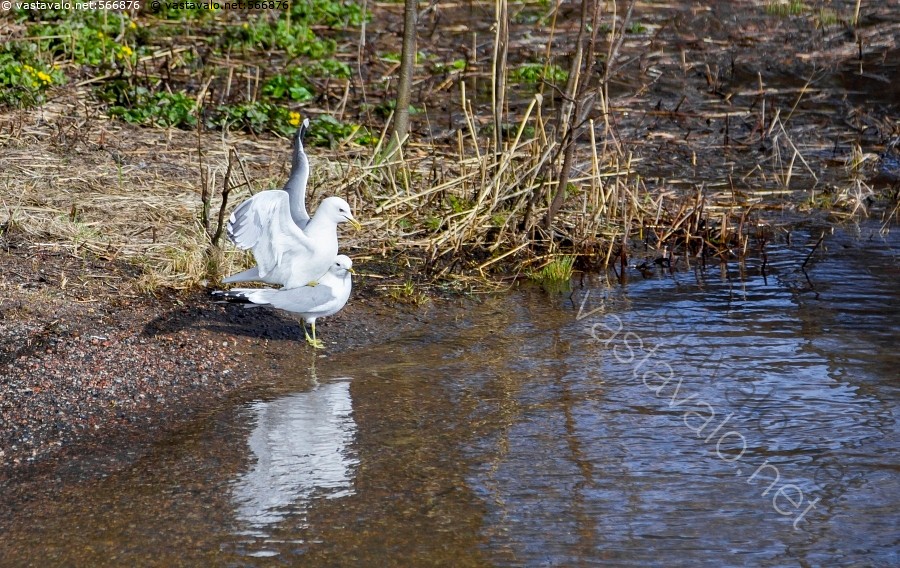 Kuva: Lokkien parittelu - lokki lokit kalalokki kalalokit Larus canus ...