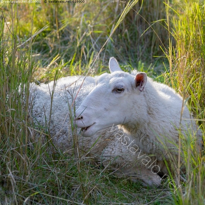 Kuva: Lammas - lammas Ovis aries makaa maata märehtii laitumella ...