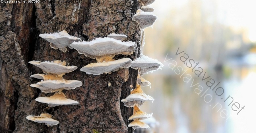 Kuva: Käävät - kääpä käävät haapa haavanrunko runko kuori puu ryhmä ...