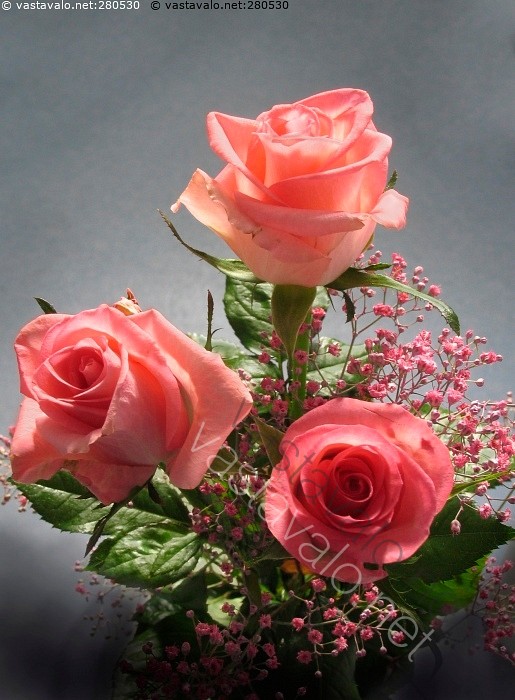 Kuva: Ruusu - ruusu ruusut ruusuja kukka kukat kukkii kukkia punainen ...