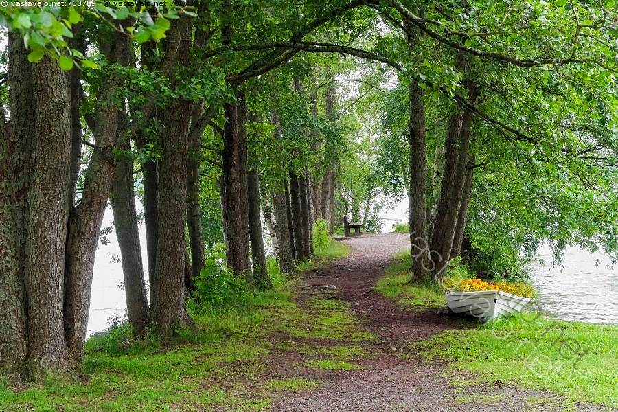 Kuva: Leppäkuja niemeen - leppä lepät puu puut runko rungot puusto ...
