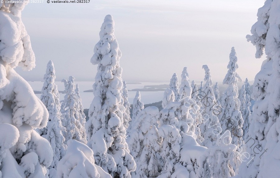 Kuva: Talvimaisema - ulkoilualue luonto retkeilyalue tammikuu talvi ...