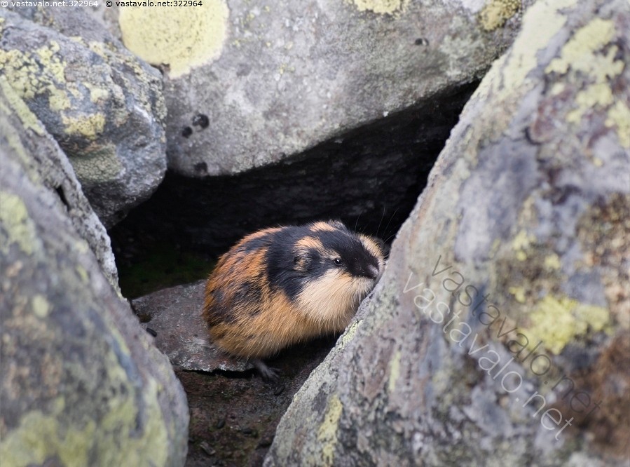 Kuva: Sopuli - sopuli tunturisopuli Lemmus lemmus Sopulit Arvicolinae ...