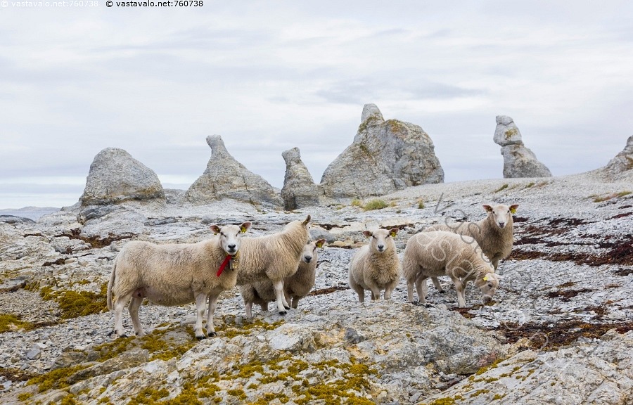 Kuva: Raukit lammaslaitumella - lammas Ovis aries lampaat lammaslauma ...