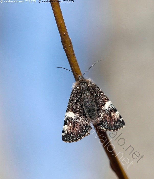 Kuva: Kevään ensi perhonen - koivutyttöperhonen Archiearis parthenias ...