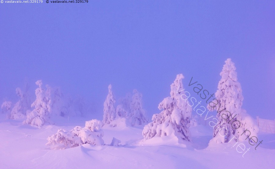 Kuva: Talviset puut - talvi talvinen keskitalvi joulukuu kaamos Lappi ...