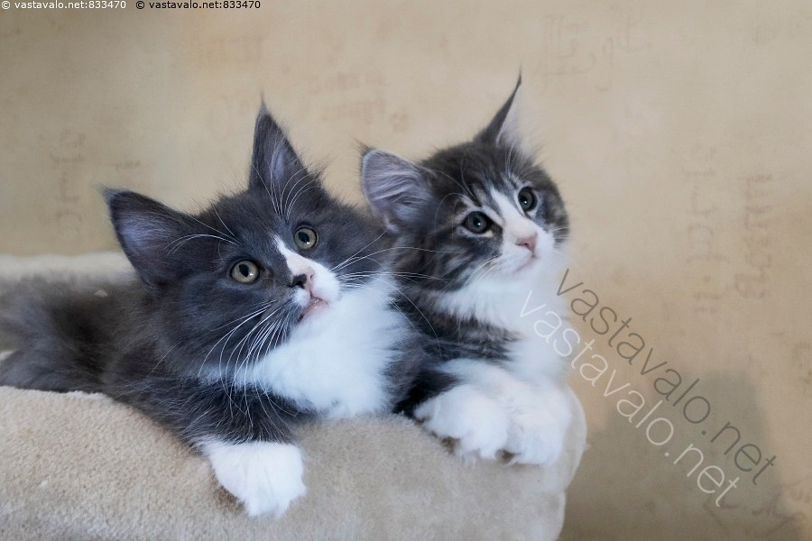 Kuva: Kissat - kissa kissat pentu pennut kissanpentu kissanpennut kaksi ...