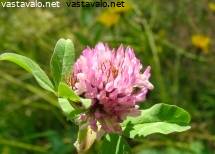 Kuva: Valkoapila - apila valkoapila Trifolium repens kukka valkoinen ...