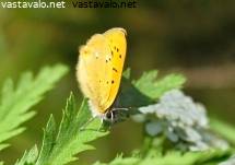 Kuva: Auroraperhonen - auroraperhonen anthocaris cardamines perhonen ...